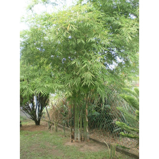 pokok buluh madu thailand / buluh madu thai murah / pokok rebung buluh ...