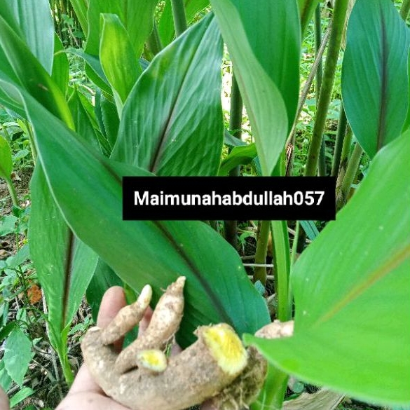 Rizom Temu Pauh Sedap. | Shopee Malaysia