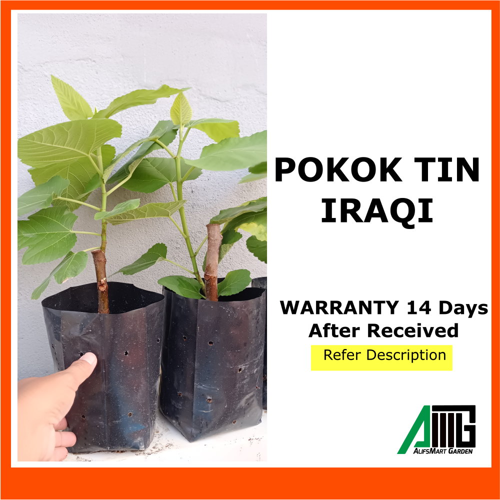 POKOK TIN IRAQI Tahan Lasak Berbuah Manis | Shopee Malaysia