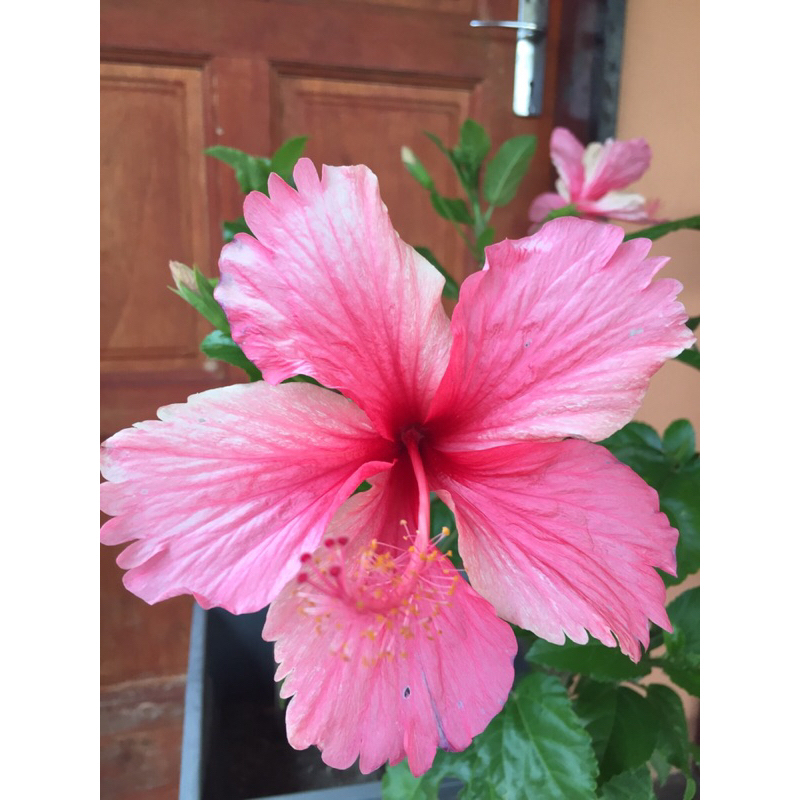 3 Keratan Pokok Bunga Raya Hibiscus Warna Pink Mix Putih | Shopee Malaysia
