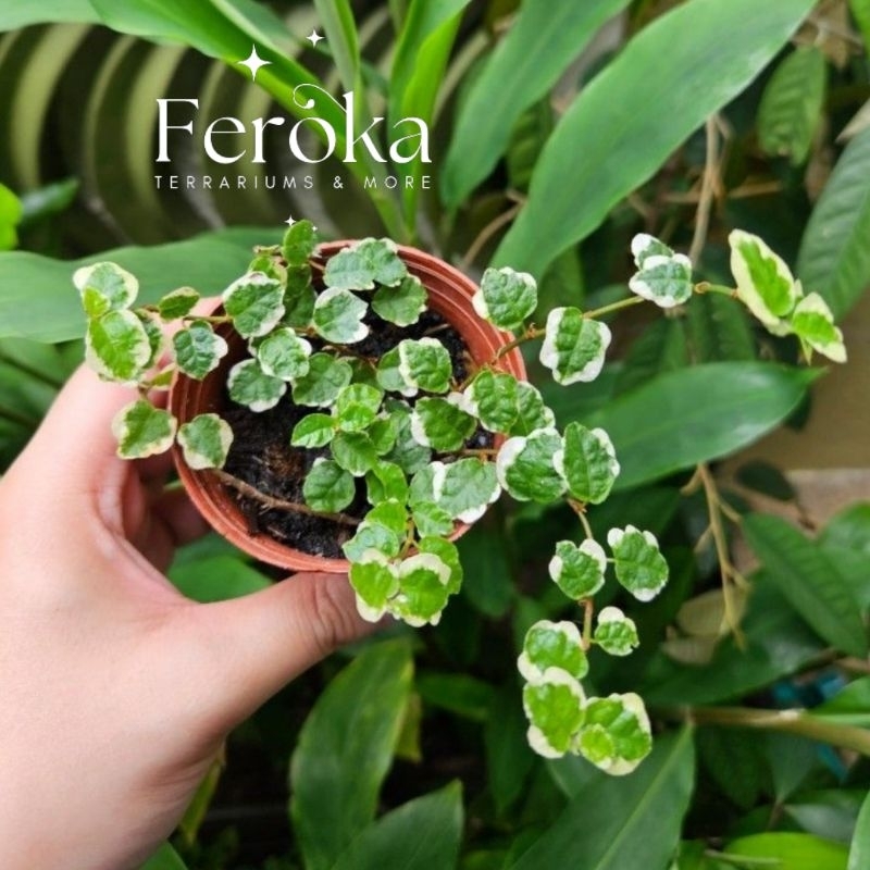 Variegated Ficus Pumila — Creeping Fig — Feroka | Shopee Malaysia