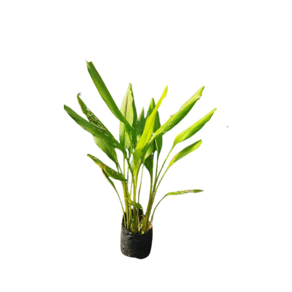 Pokok Hidup / Live Tree / Mango Ginger / Temu Pauh / Temu Mangga / Ulam ...