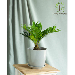 Berjaya Plant Nursery - Sago Palm/Cycas Revoluta(Pokok Bunga Hidup ...