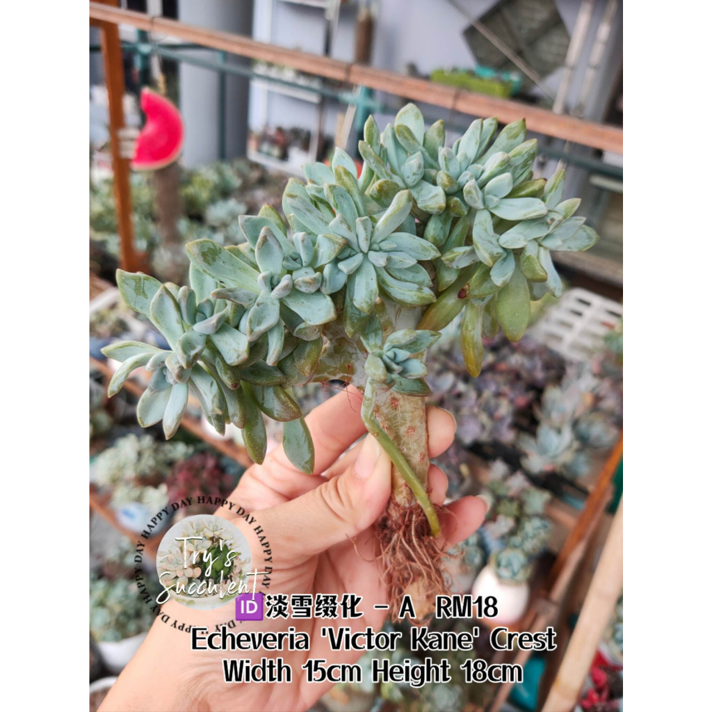 Try's Succulent 多肉屋[Ready Stock]现货淡雪缀化 'Victor Kane' Crest多肉植物一物一拍 ...