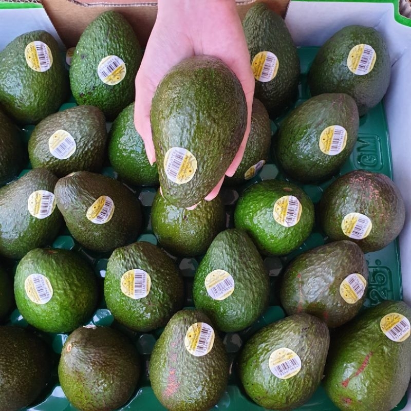 Avocado, Fresh Australia Avocado Hass(1pc/3pcs) | Shopee Malaysia