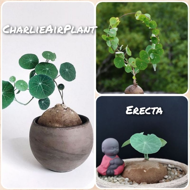 CP🍃 Stephania Erecta Ubi SUBEROSA Caudex Mountain Turtle ️山龟 | Shopee ...