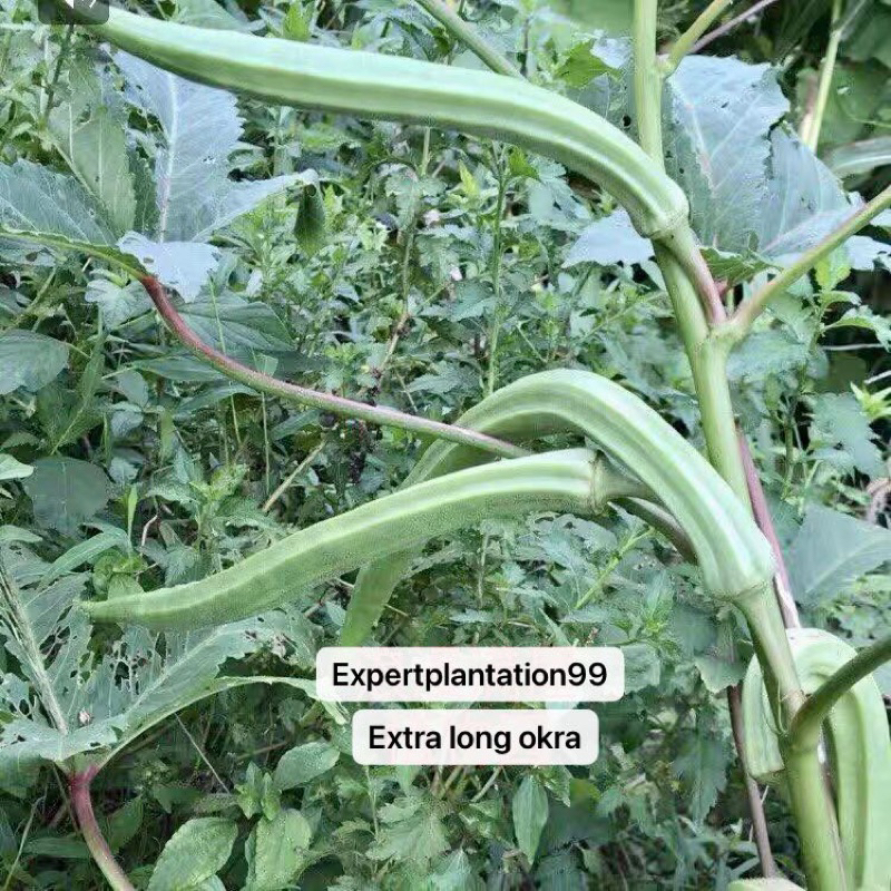 Taiwanese Extra long okra seed | Biji Benih Panjang bendi Taiwan ...