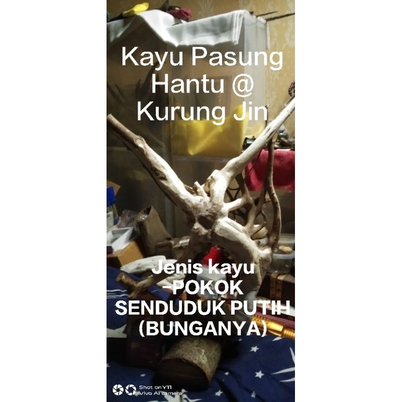 Kayu Pasung Hantu/Kurung Jin Saiz Jumbo(Pokok SENDUDUK BERBUNGA PUTIH ...