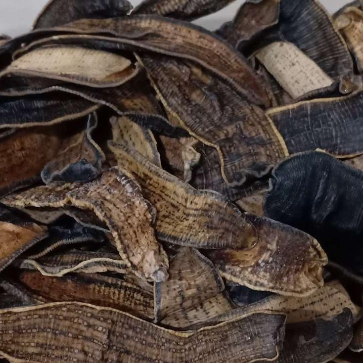 lintah gunung kering dried leech (Hirudo medicinalis) | Shopee Malaysia