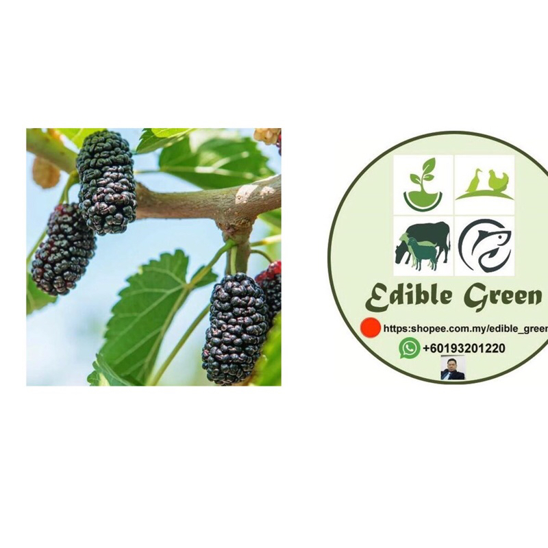 Black English Mulberry - Buah Besar & Manis (Morus Nigra) - (1 x ...