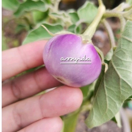 100 BIJI BENIH TERUNG ULAM / TERUNG RAPUH PURPLE MUDA | Shopee Malaysia