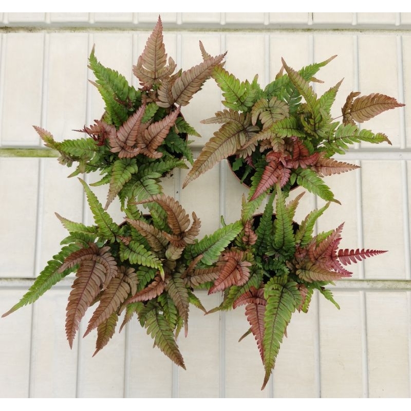 NMS / Pteris Tricolor Fern 三色凤尾蕨 / Fern / Fresh Plant / 85mm&120mm Live ...