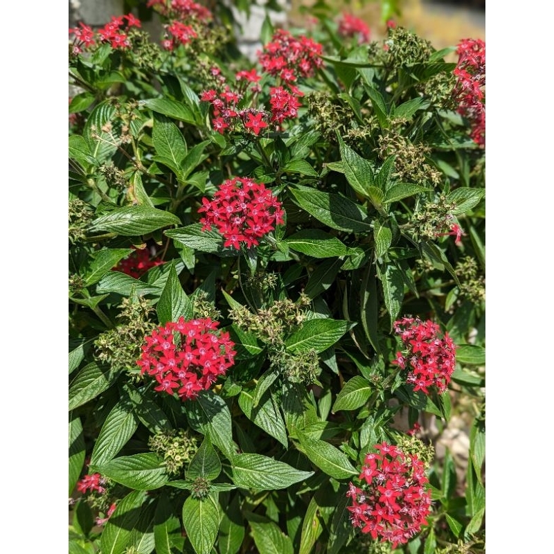 Keratan Batang Bunga Pentas Merah 2 keratan | Shopee Malaysia