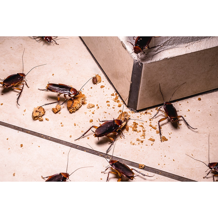 (SERVICE) Professional Cockroach Control & Elimination(5 - 7 Days ...