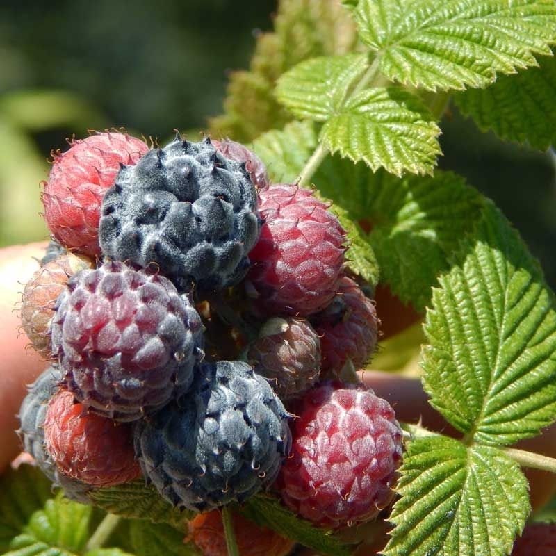 Tropical Raspberry@Mysore / Raspberry / Tropical Raspberries | Shopee ...