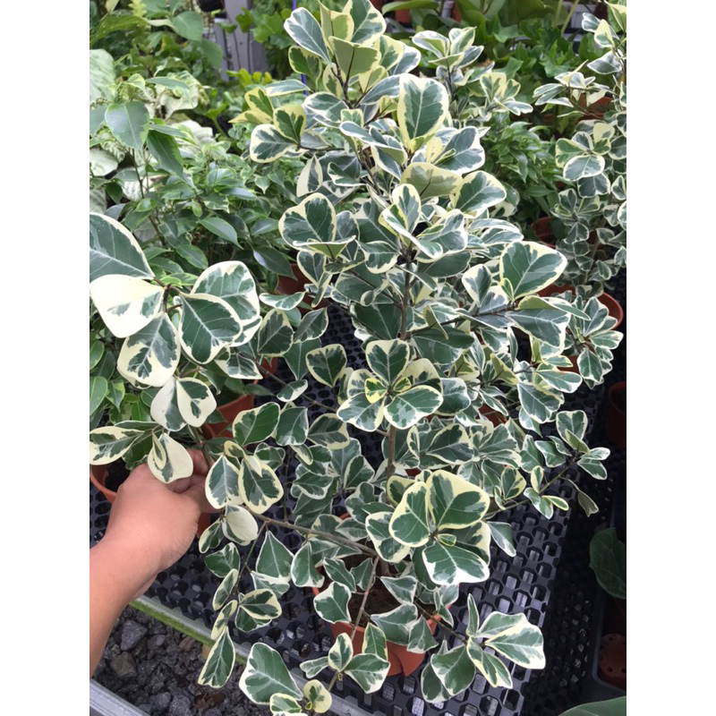 Pokok ficus triangularis variegata/ sweetheart plant/ pokok hidup ...