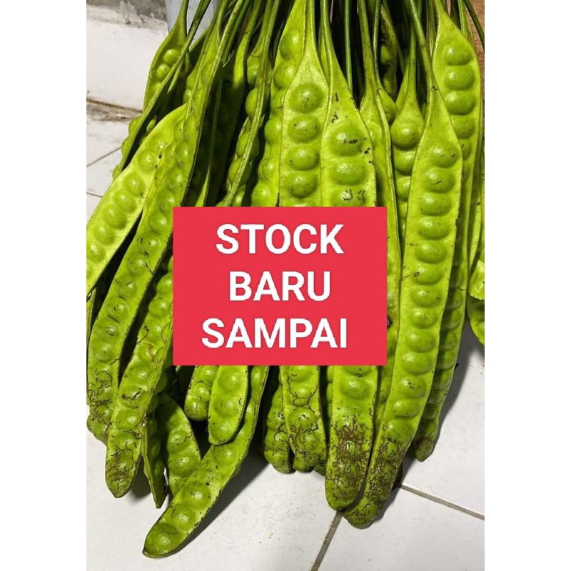 PETAI FRESH KELANTAN SEPAPAN | Shopee Malaysia