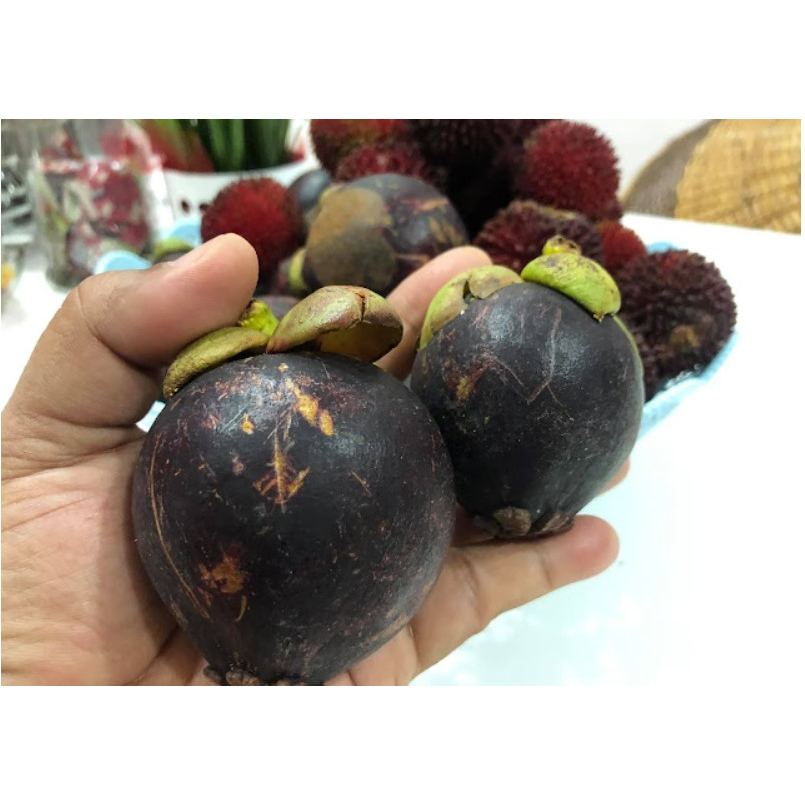 POKOK MANGGIS MESTA // GARCINIA MANGOSTANA // SAIZ S // 1 ORDER LIMIT HANYA 3 POKOK SAHAJA ...