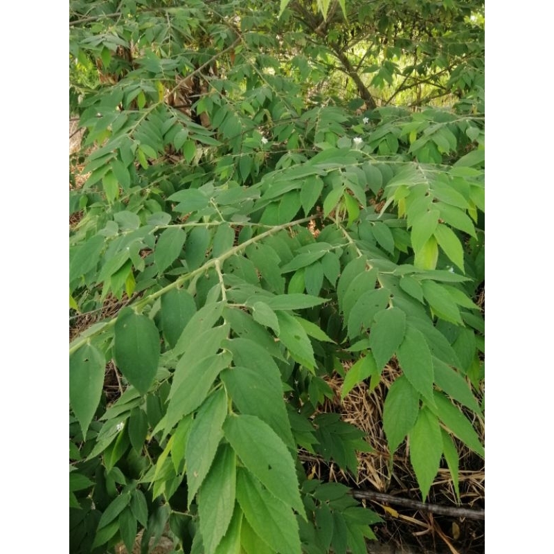 DAUN CERI ( Cegah Dan Rawat) | Shopee Malaysia