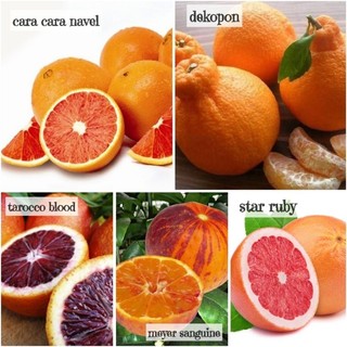 Pokok Buah Blood Orange oren citrus Tarocco meyer sanguine cara navel ...