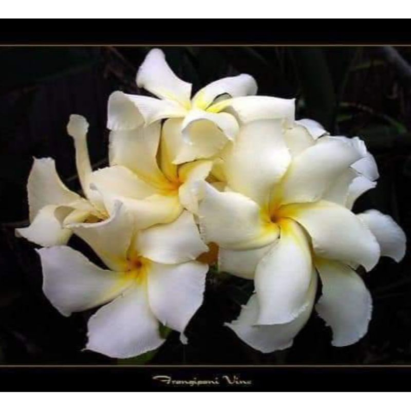 KKB Frangipani Vine, Climbing Plumeria, Chonemorpha fragrans | Shopee ...
