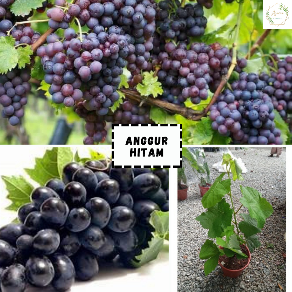 Pokok Anggur Hitam.. | Shopee Malaysia