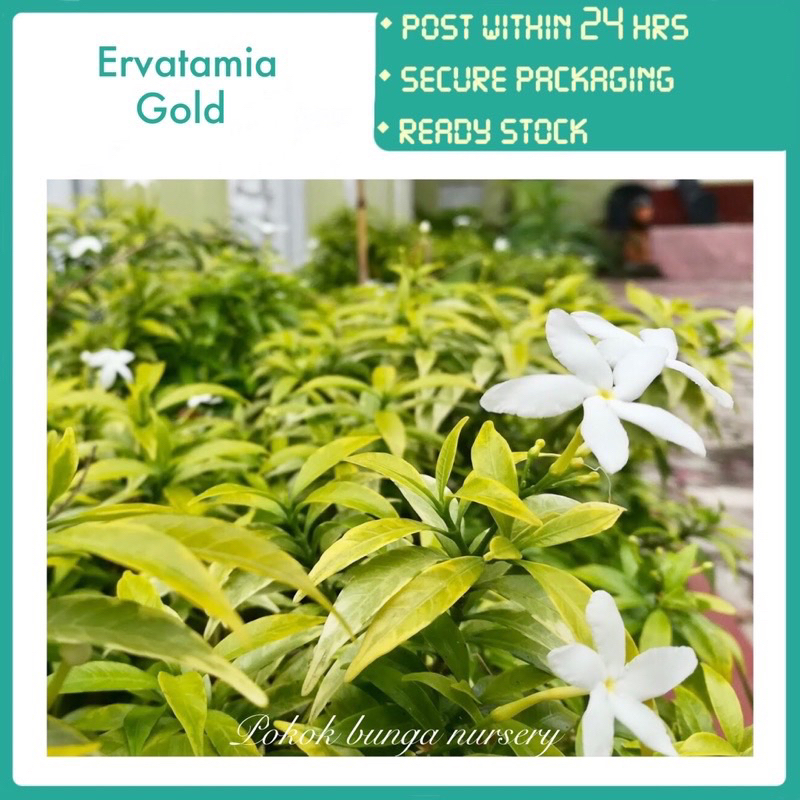 PBN - Ervatamia gold - dwarf bunga susun jasmine Thai pinwheel flower ...