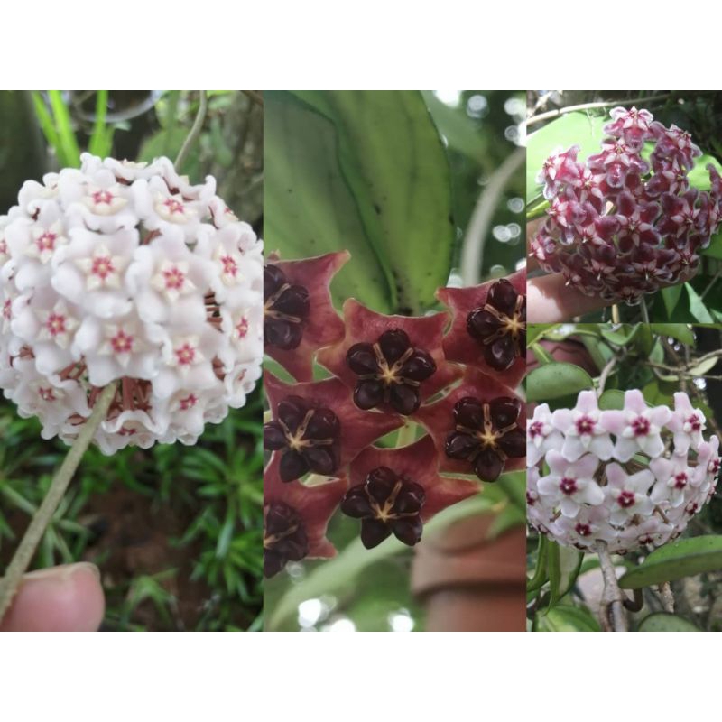 POKOK HOYA REAL PLANT LIVE PLANT. | Shopee Malaysia