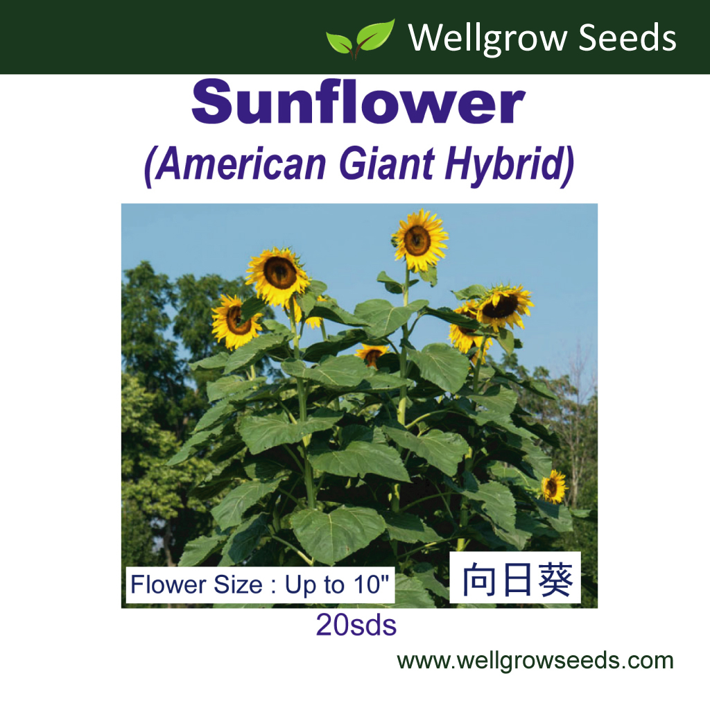 Sunflower American Giant Hybrid F1 (20sds) 向日葵 :美国巨人 太阳花种子 Biji Benih ...