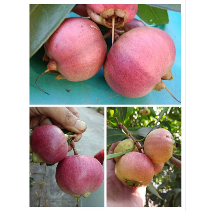 KKB Pokok Jambu Mawar Pink Tut, Syzygium Jambos, Pomarosa | Shopee Malaysia