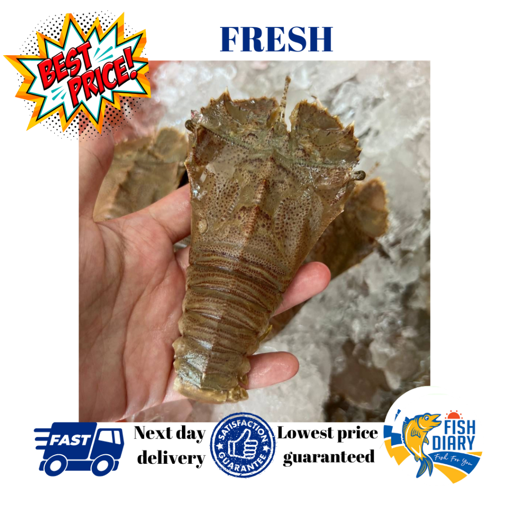 【Penang area only】SLIPPER LOBSTER (FREE DELIVERY for purchase RM120 ...