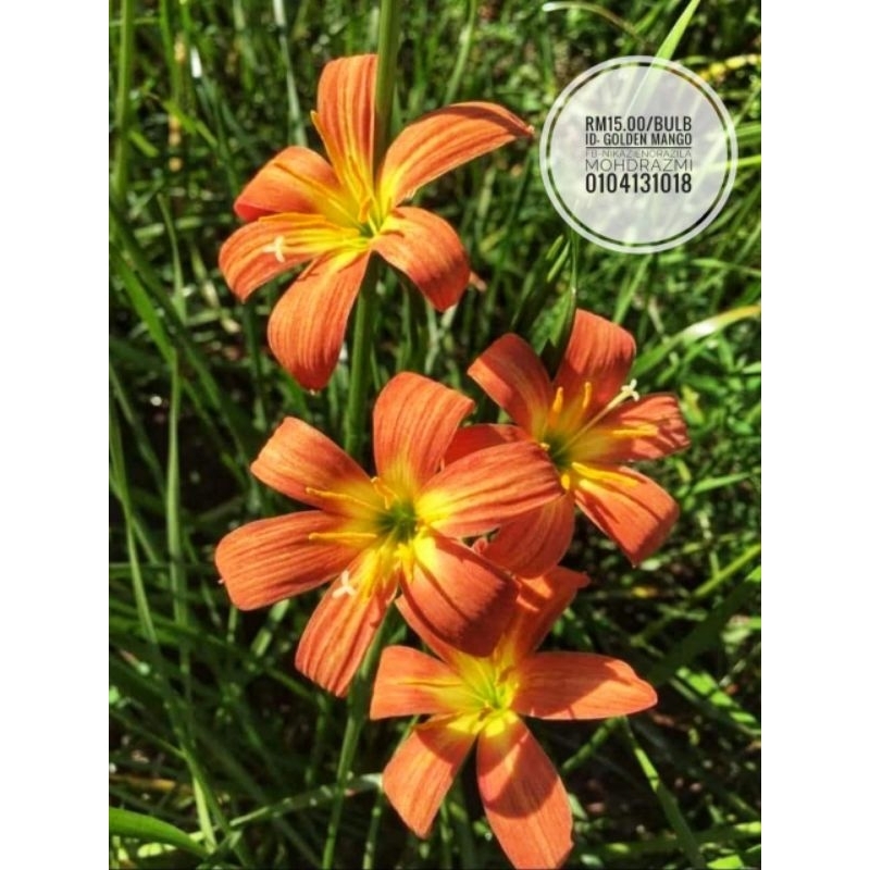 Rain lily kampung dan hybrid Thailand ( tahan panas)direct matahari | Shopee Malaysia