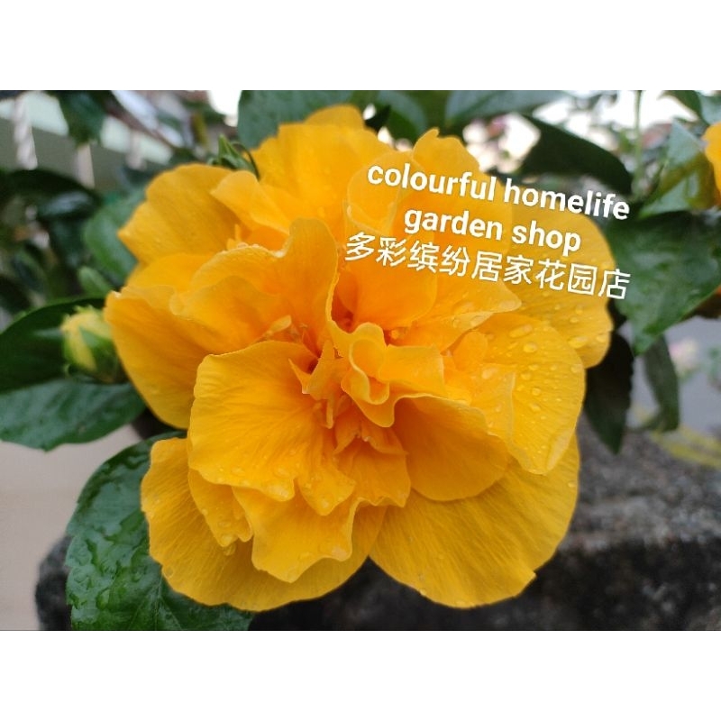 双重瓣(金黄)朱槿花苗/Flower Seedlings Plants (Yellow )Double Hibiscus /Anak ...