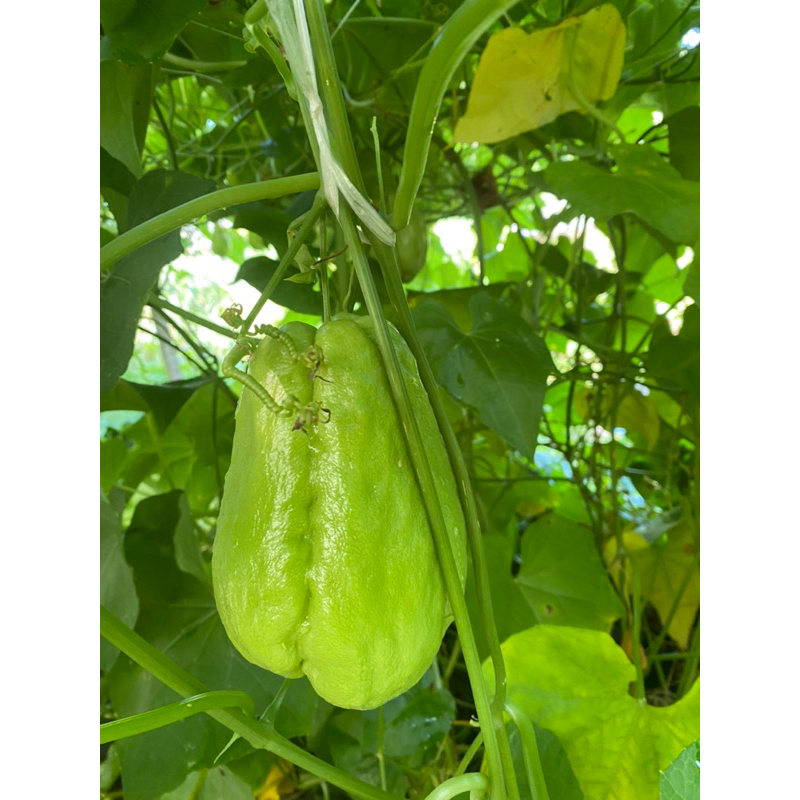 Cameron Labu Siam 1kg金马伦佛手瓜 1kg | Shopee Malaysia