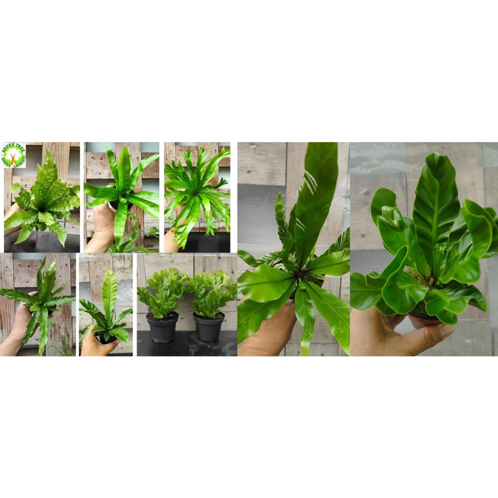 INDOOR PLANT-Asplenium varieties Crispy Wave火焰/ Antiquum 展叶/Crissie ...