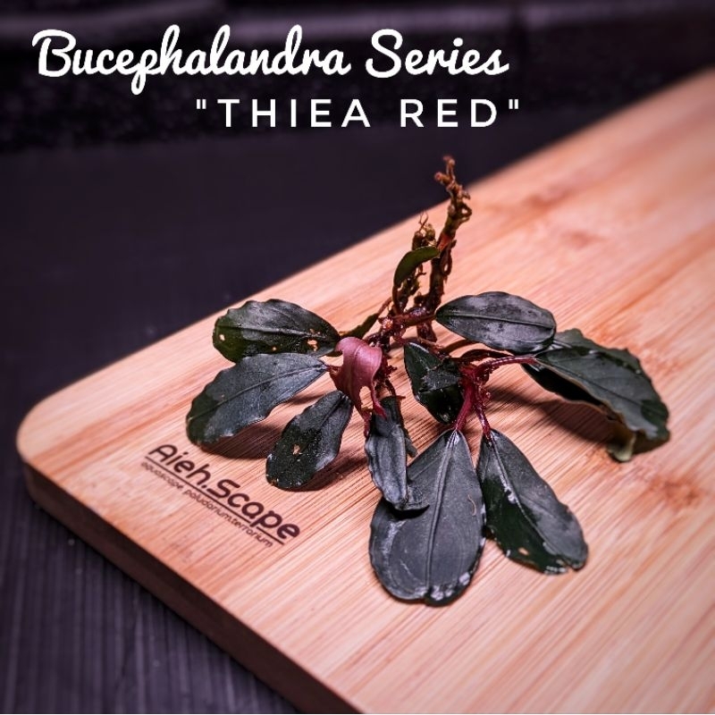 Bucephalandra Sp. Thiea Red (Stalk) aquatic plants for aquarium ...