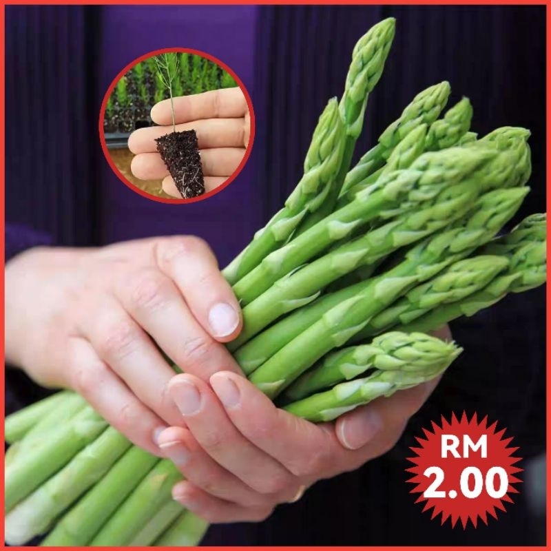 L64 Biji Benih Asparagus（25ps +/-）Asparagus Seeds 芦笋种子 / Vagetable ...