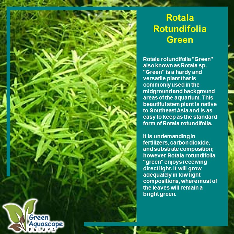 Rotala Rotundifolia Green （emersed） | Shopee Malaysia