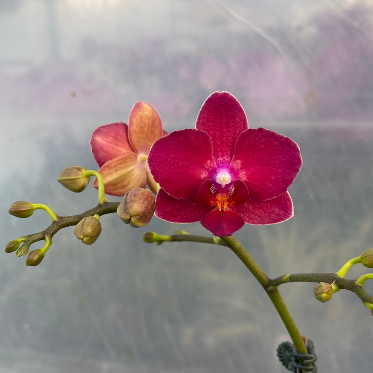 Phalaenopsis Hybrid Burgundy-Red | Mini Moth Orchid | Shopee Malaysia