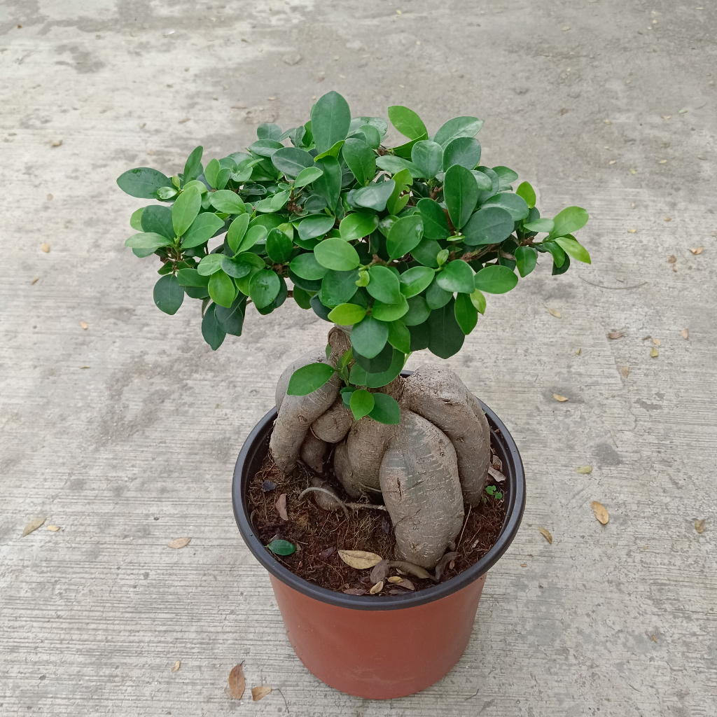 [Paling Horticulture Sdn Bhd] Ficus Ginseng Bonsai (M) 人参榕盆栽 | Bonsai ...