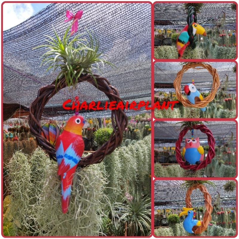 Burung Hiasan + Moss Udara Bird Parrot Decoration Hanging Plant no ...