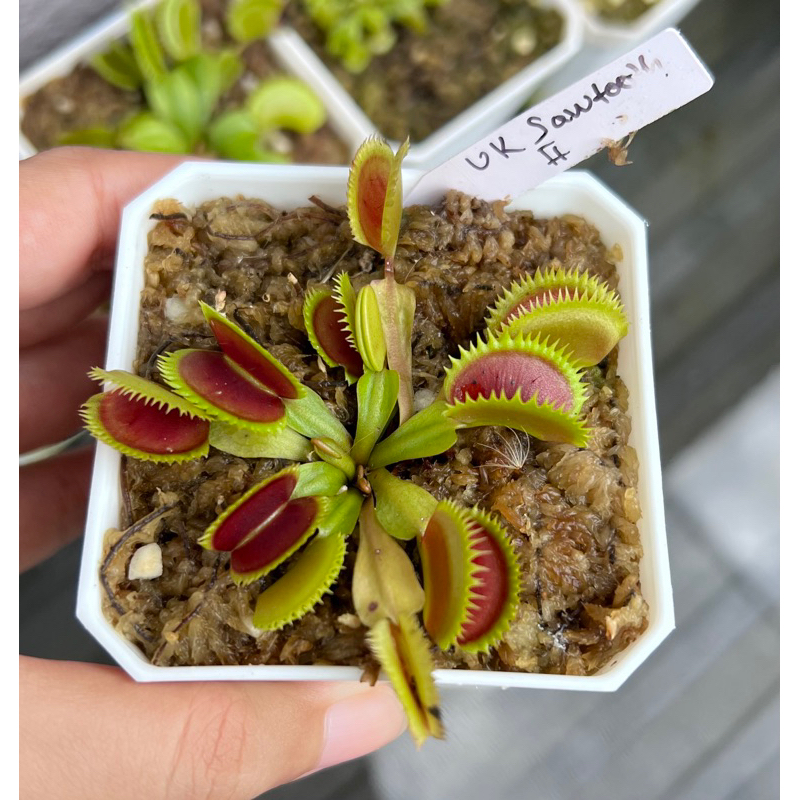 Venus Flytrap ‘UK Sawtooth II’ Dionaea Muscipula Carnivorous plant | Shopee Malaysia