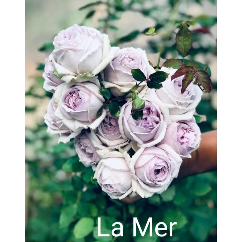 pokok ros ID saiz besar tahan panas, ros siam, ros kampung, English ...