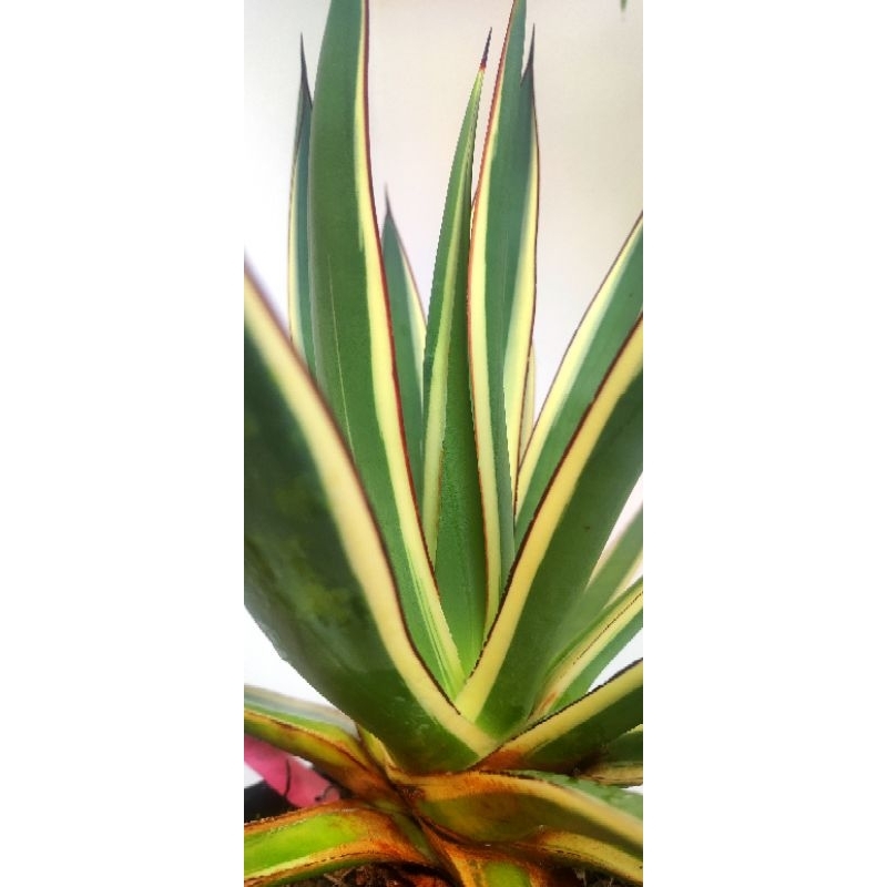 Agave Sun Glow (pic 010423) | Shopee Malaysia