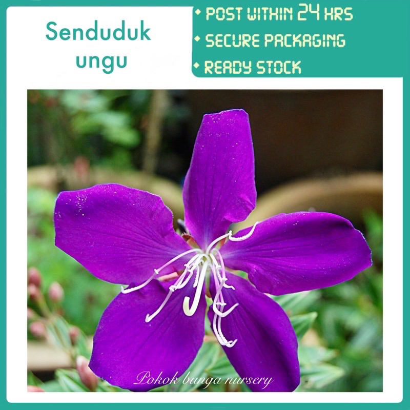 PBN - senduduk ungu - purple flower melastoma malabathricum pokok bunga ...