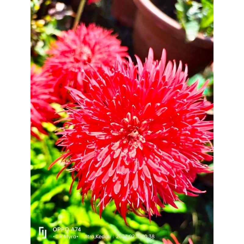Anak pokok daisy kampung Merah Limah | Shopee Malaysia