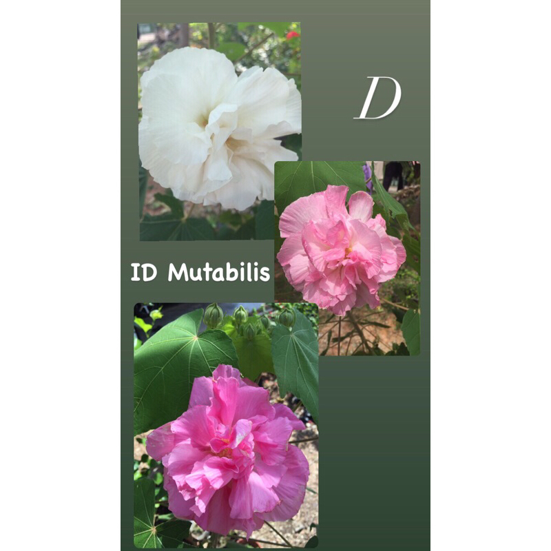5 Keratan pokok bunga raya ID Mutabillis /Cuttings | Shopee Malaysia