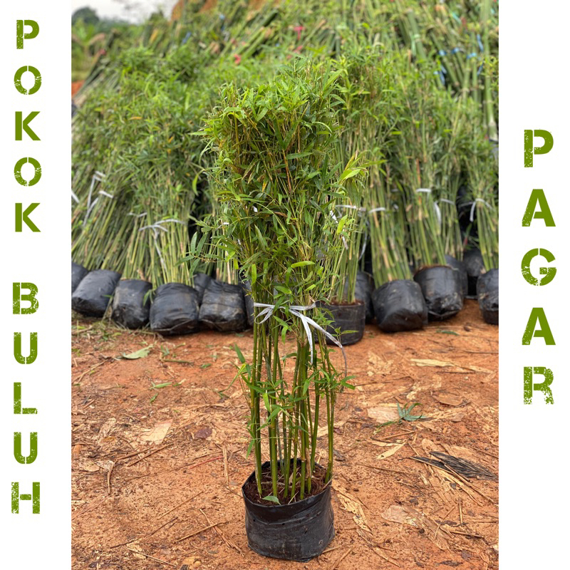 Pokok Buluh pagar thai ( buluh cina ) / Pokok buluh Pelenting thai ...