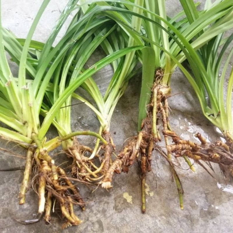 Benih Pokok Pandan 5 Batang | Shopee Malaysia
