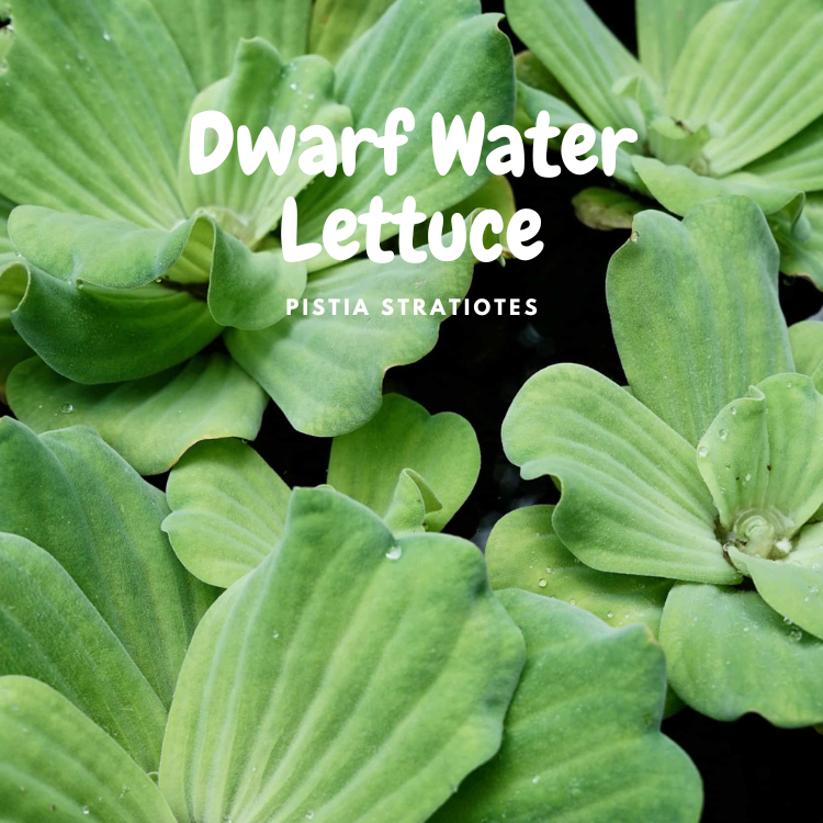 [Aqua Nature] Dwarf Water Lettuce (Pistia Stratiotes) 小浮萍 (Shrimp Safe ...